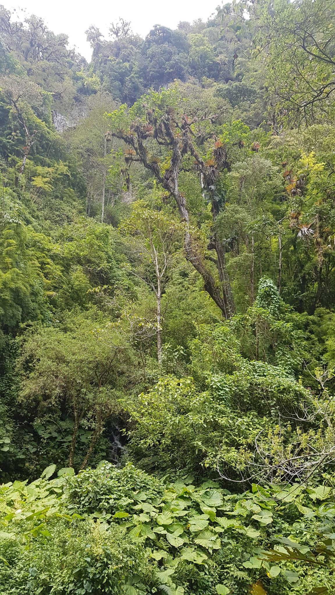 A la découverte de la jungle du Panama - Voyageureux